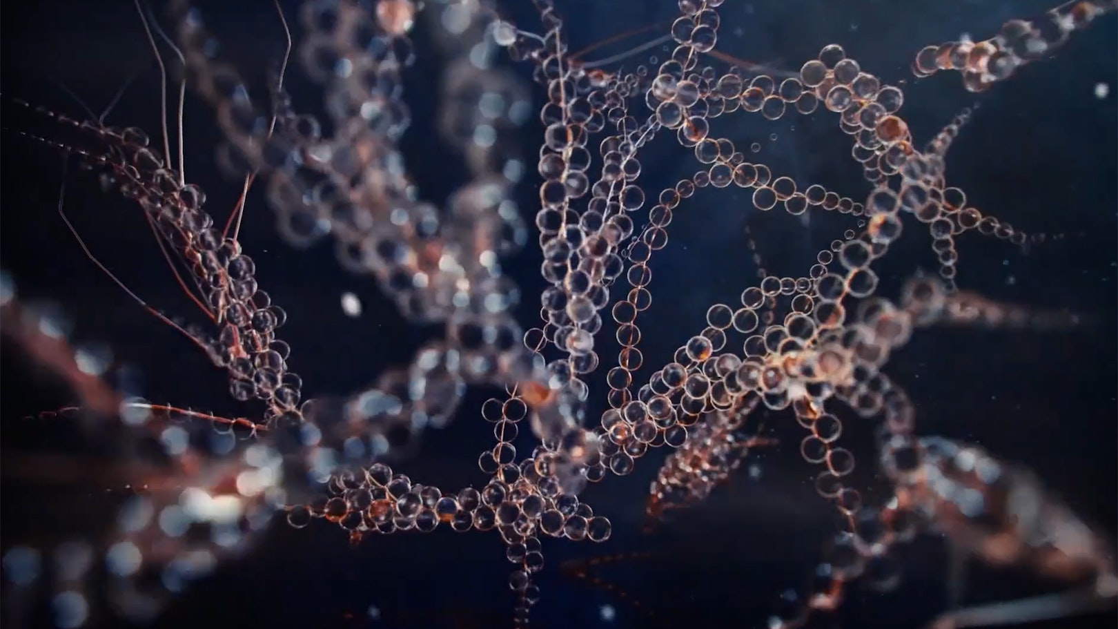 GPU-accelerated, biased 3D renderer | Redshift by Maxon